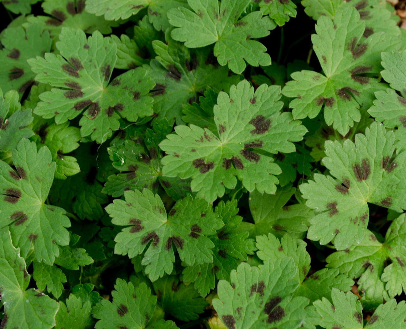 Geranium phaeum 'Samobor' – Secret Garden Growers