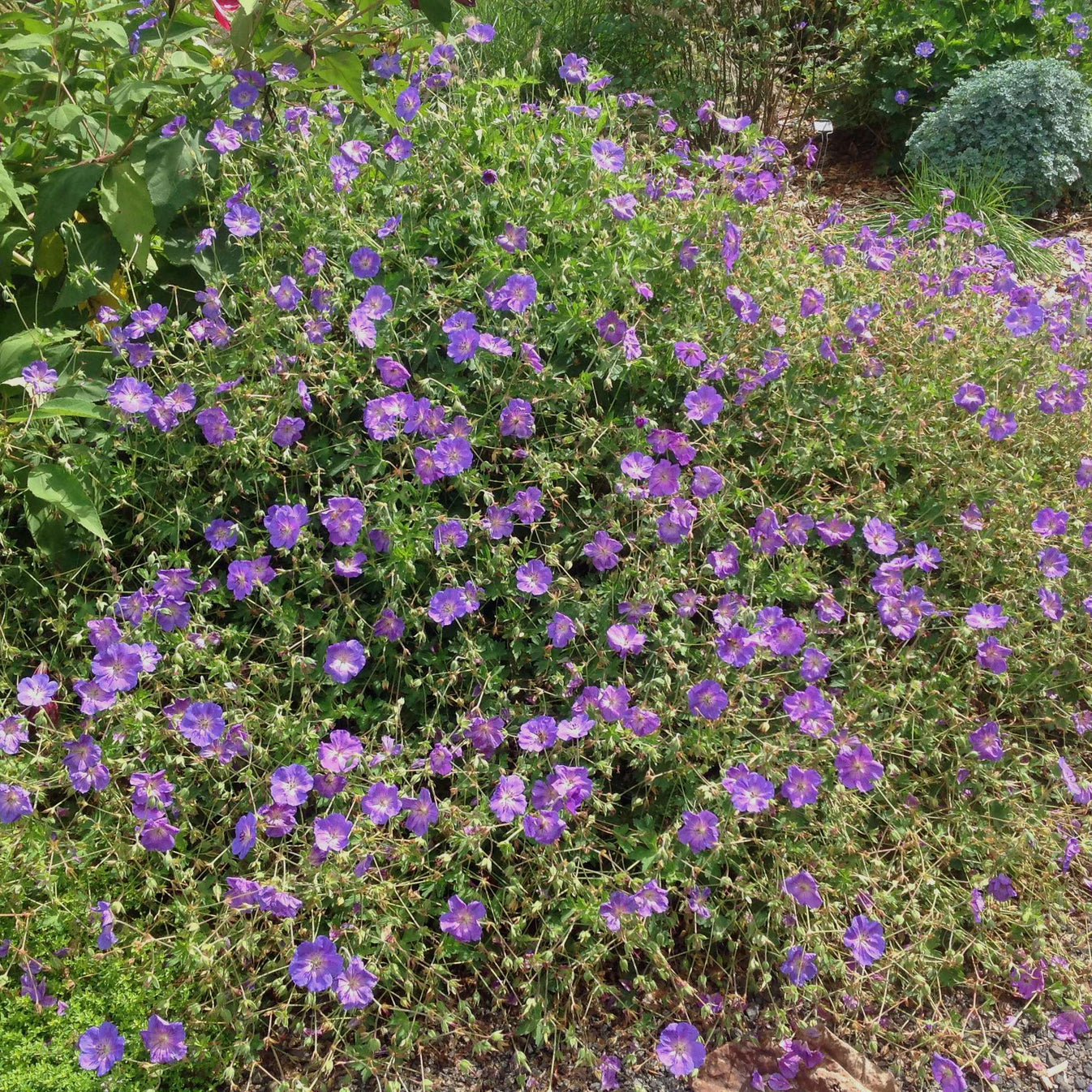 Geranium Rozanne™ – Secret Garden Growers