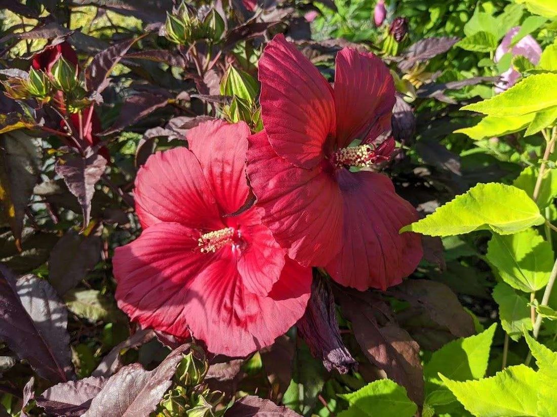Hibiscus 'Midnight Marvel' PP24079 – Secret Garden Growers
