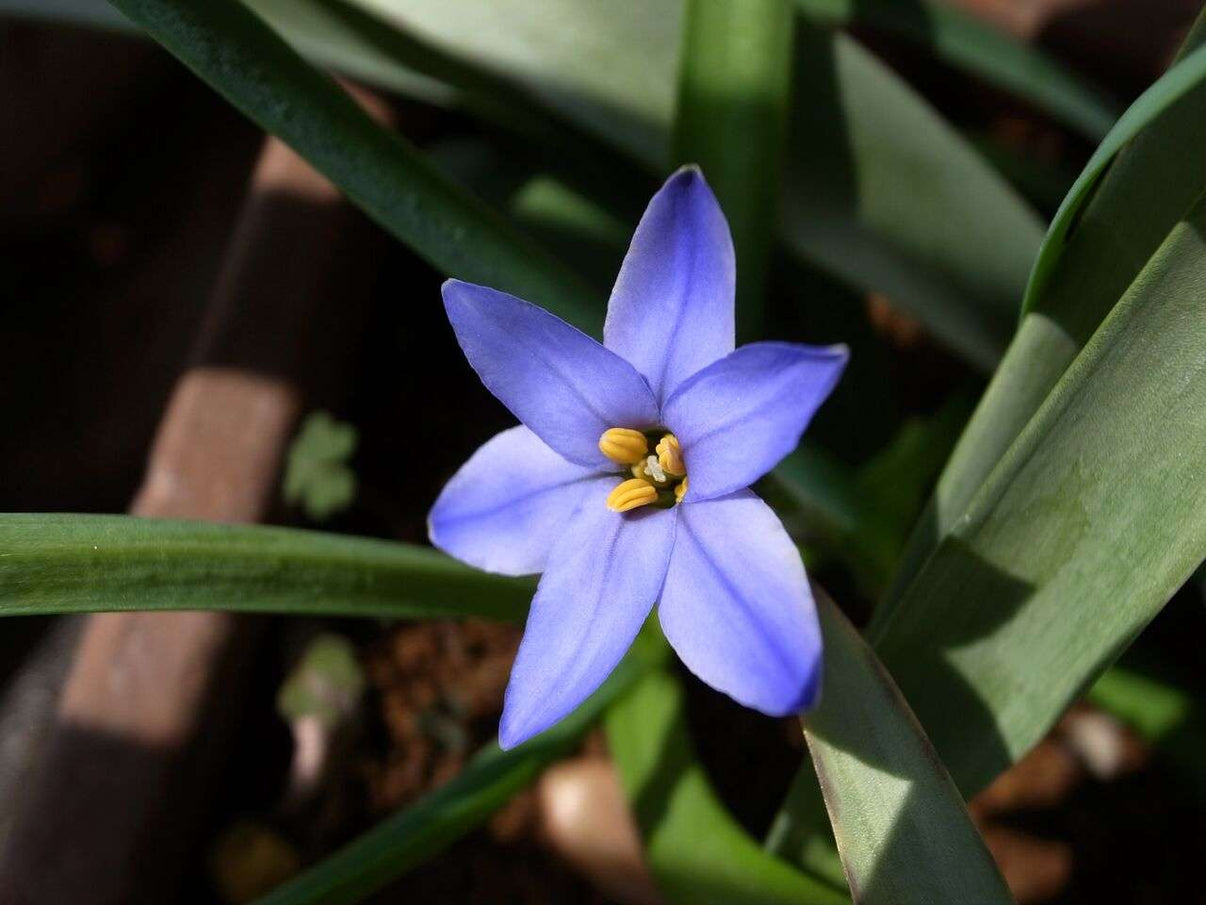 Ipheion 'Jessie' – Secret Garden Growers