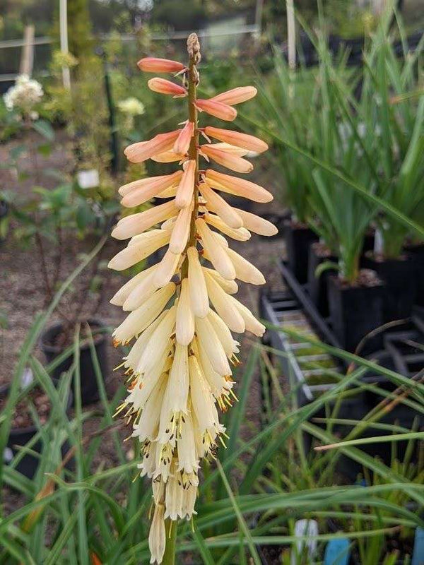 Kniphofia 'Toffee Nosed' Avail. Spring 2026 – Secret Garden Growers