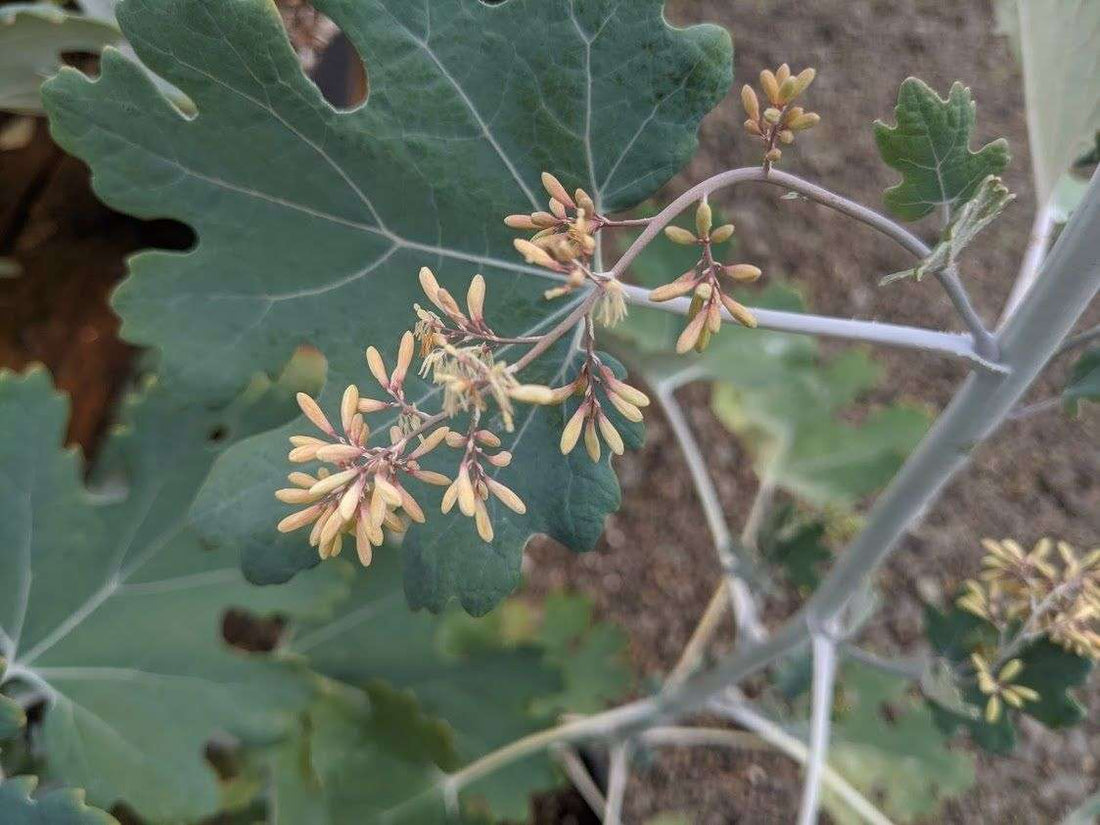 Macleaya cordata – Secret Garden Growers