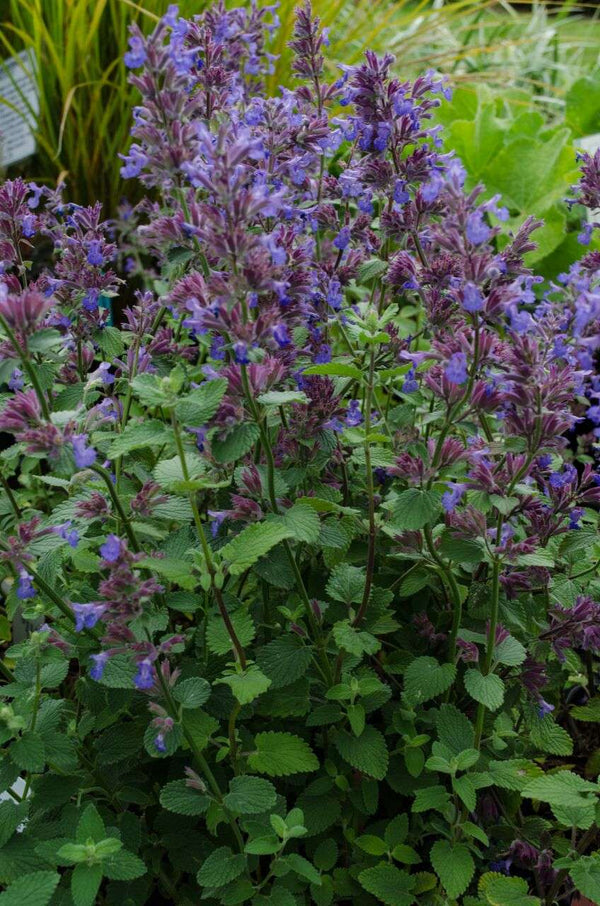 Nepeta x faassenii 'Blue Wonder' – Secret Garden Growers