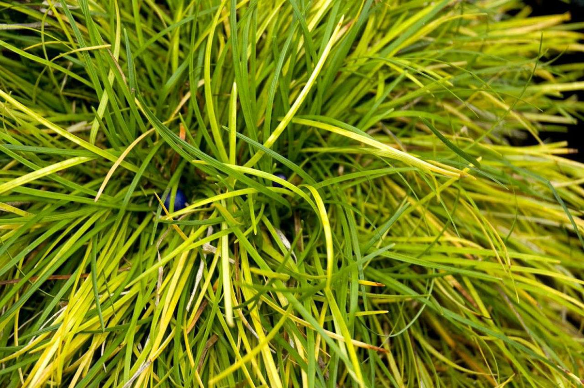 Ophiopogon japonicus 'Tears of Gold' – Secret Garden Growers