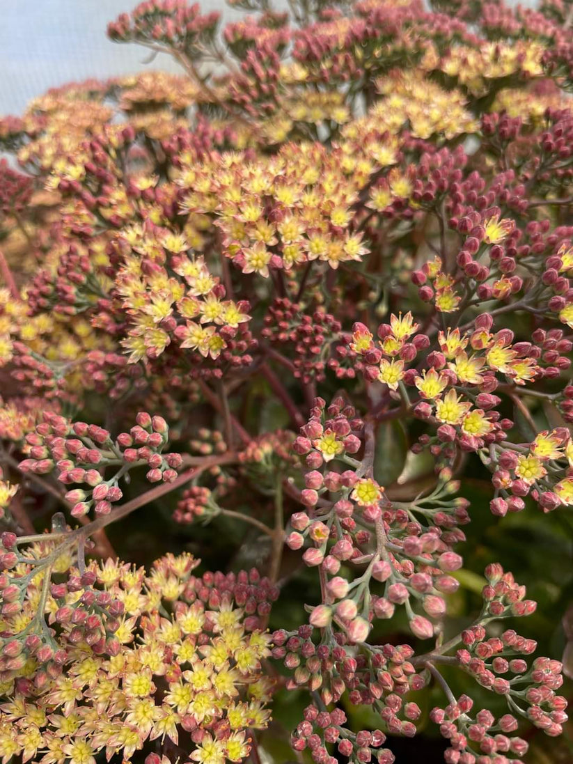 Sedum ‘Conga Line‘ PPAF – Secret Garden Growers